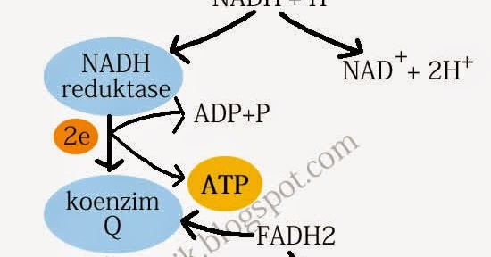 Tahapan Rantai Transport Elektron Membentuk 34 ATP - Biologi Edukasi ...