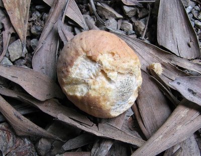 RAFFLESIA ARNOLDII |The Garden of Eaden