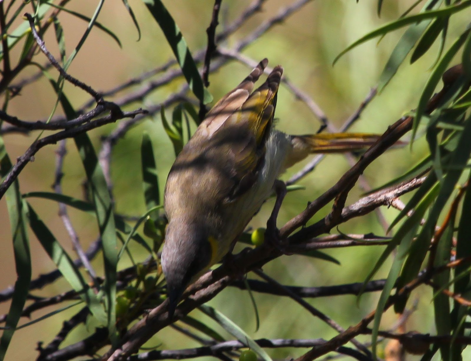 Richard Waring's Birds of Australia: Ross Highway birds