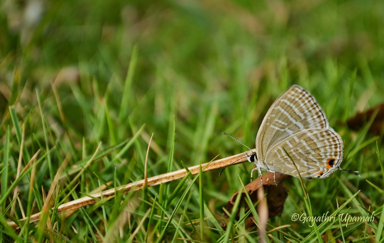Chasing The Dreams: Common Cerulean (Jamides celeno)