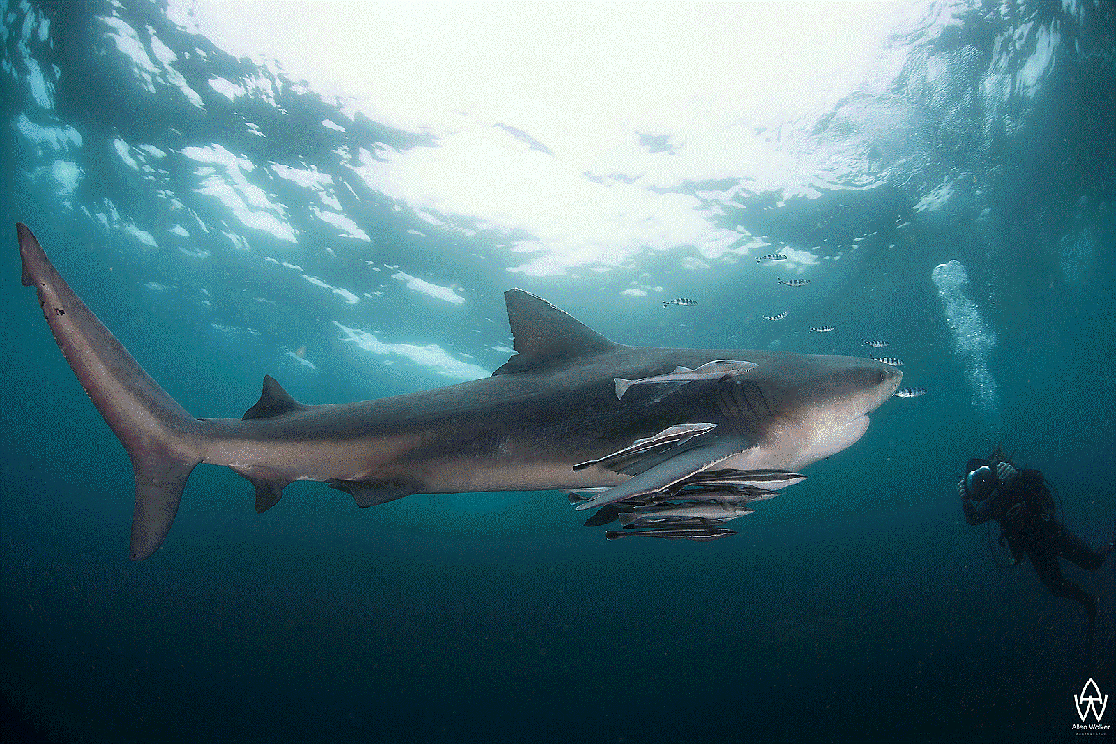 The Best Shark Dive in the World!: Big Sharks scavenging - Video!