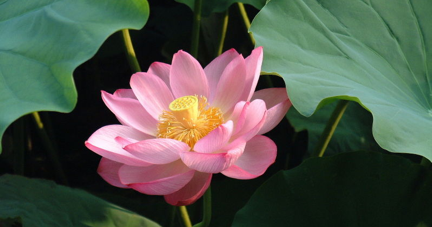 Lotus Sign (Padma Chinha) In Hand | Padma Rekha ~ INDIAN PALMISTRY ...