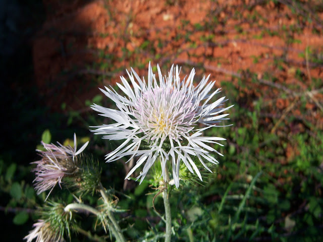 CARDOTA - BOTÀNIC SERRAT