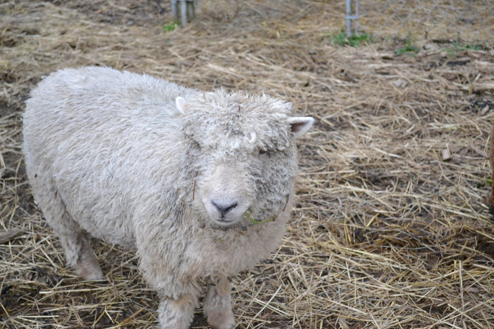 Rusty Tub Farm: Babydoll Southdown Sheep
