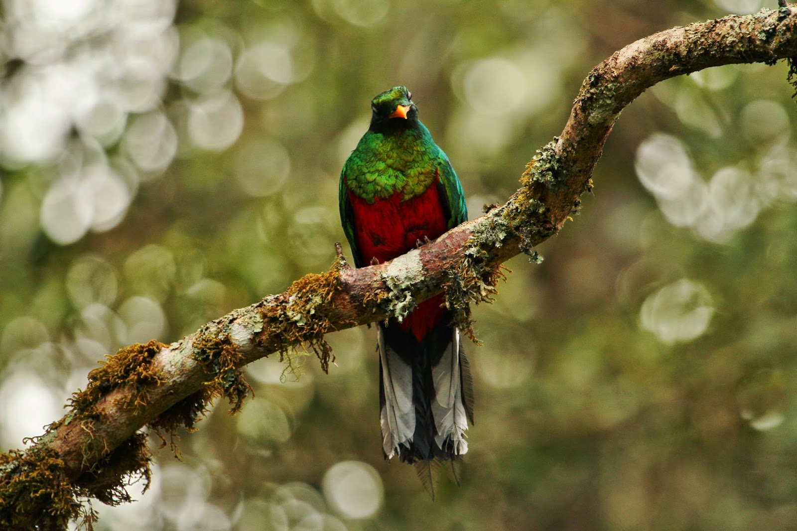 Nuestro bello mundo...: White-tipped Quetzal, male, Pharomachrus ...