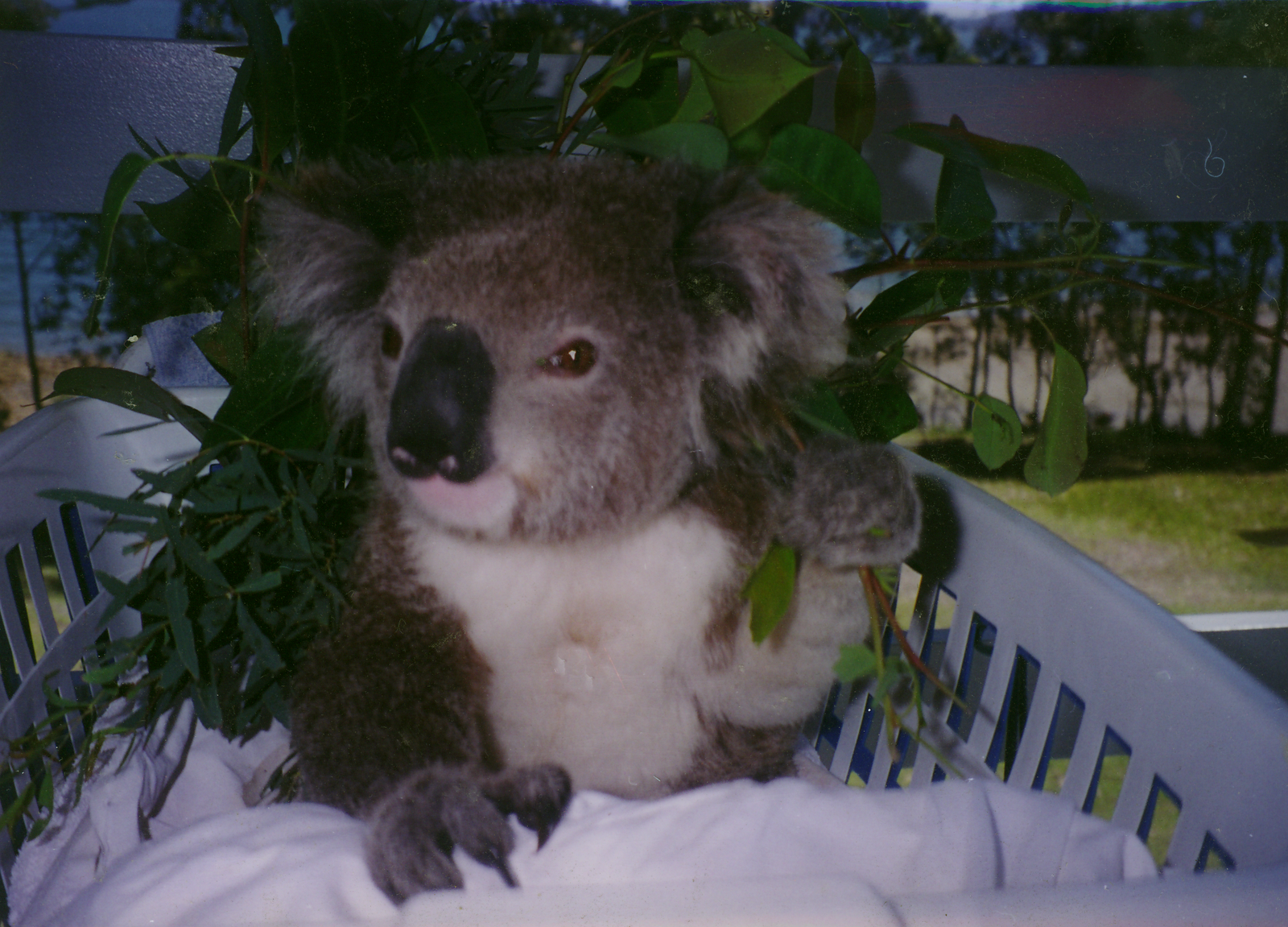 Tilligerry Habitat: Koalas,their life and HKPS