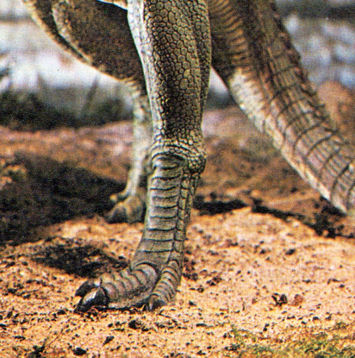 Love in the Time of Chasmosaurs: September 2013