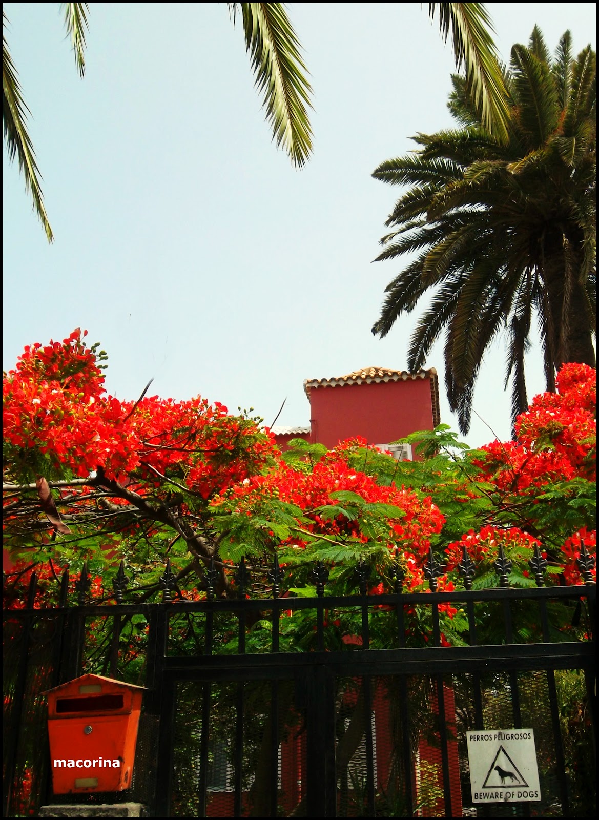 la estera de Macorina: los flamboyanes han florecido