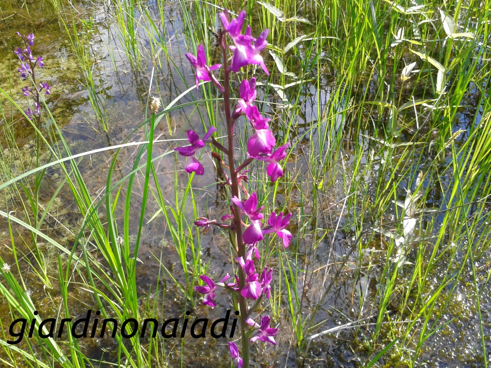 Il giardino delle Naiadi: ORCHIS LAXIFOLIA, LA RARISSIMA ORCHIDEA PALUSTRE