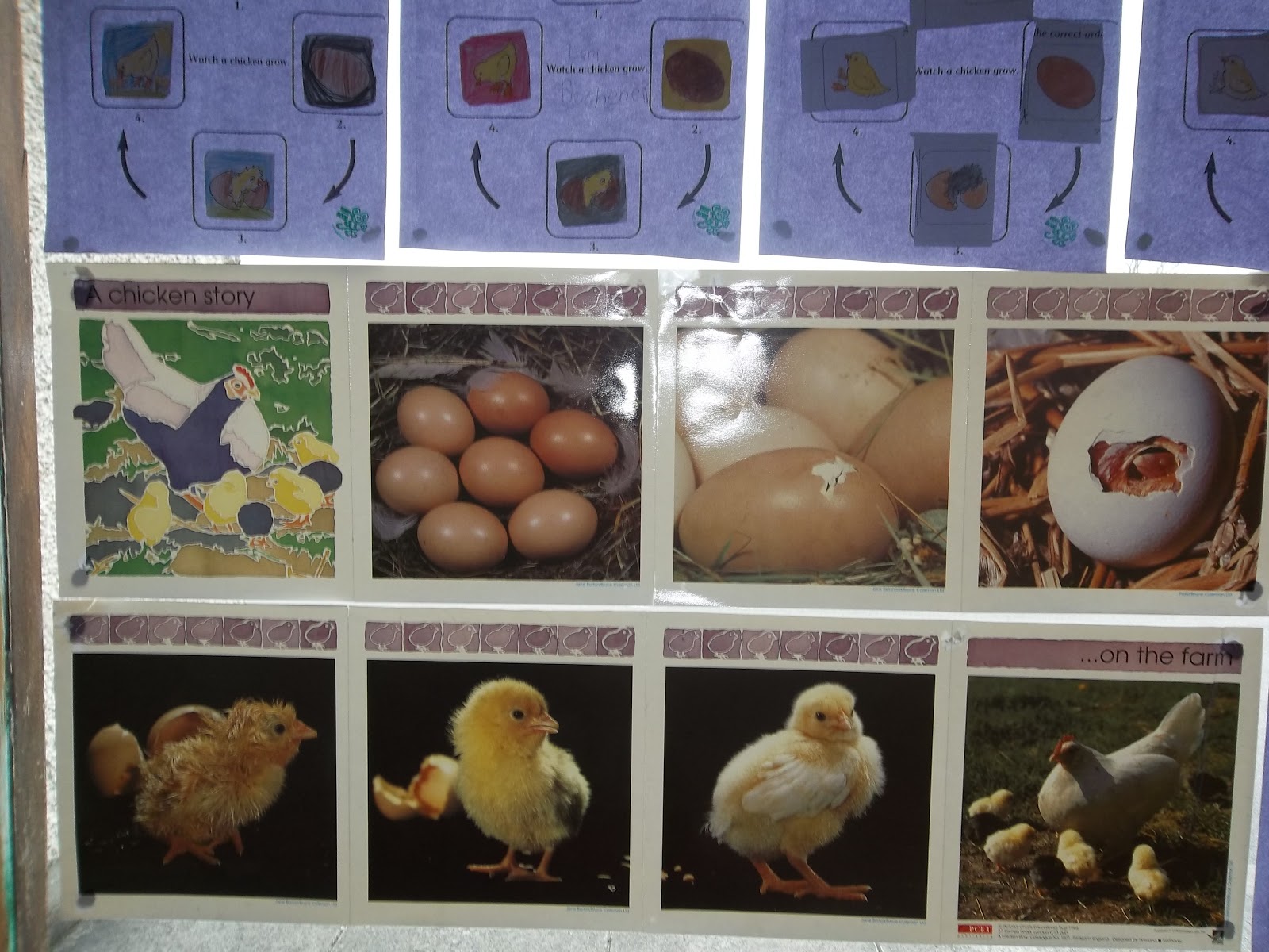 Science Projects: Animal Life Cycles