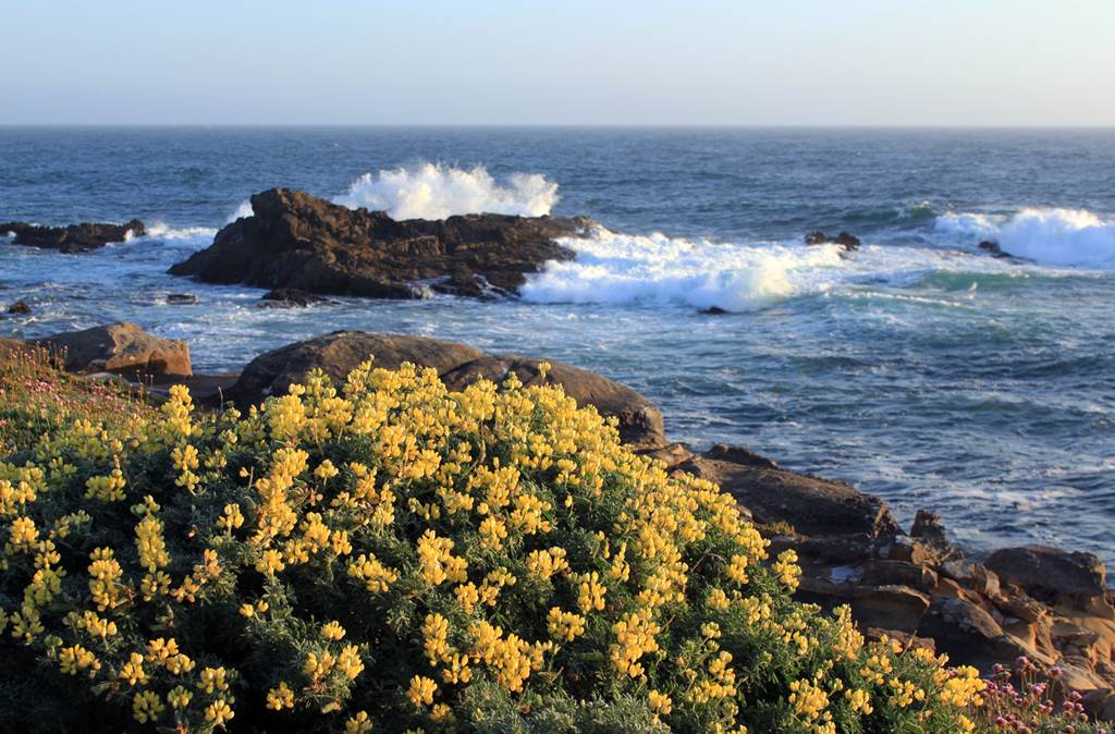 Salt Point State Park California US - Images n Detail