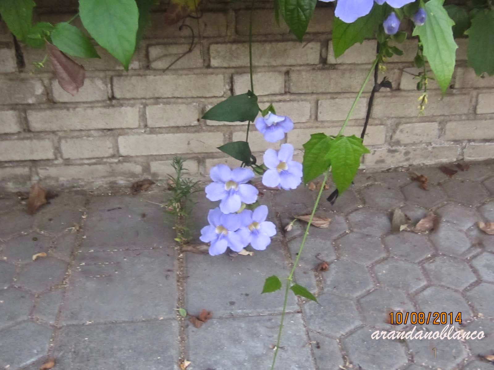 arbustosensevilla-encinarosa: Bignonia azul / thumbergia grandiflora ...
