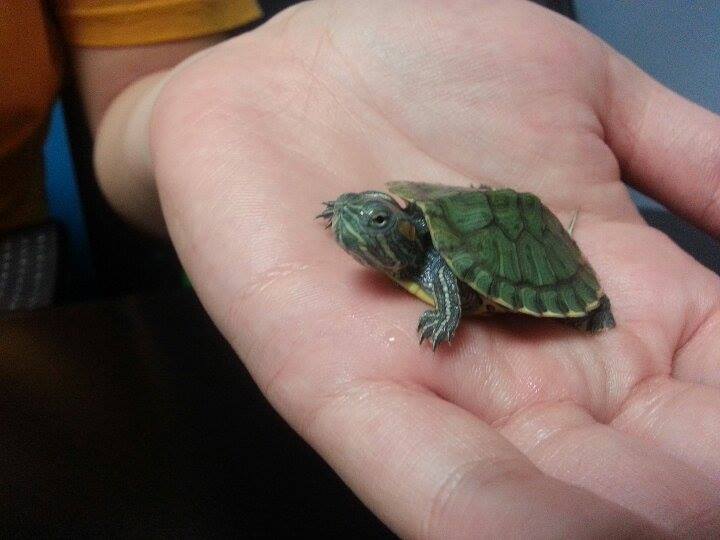 Biomimicry Selangor: The journey of a turtle: Team Introduction ...