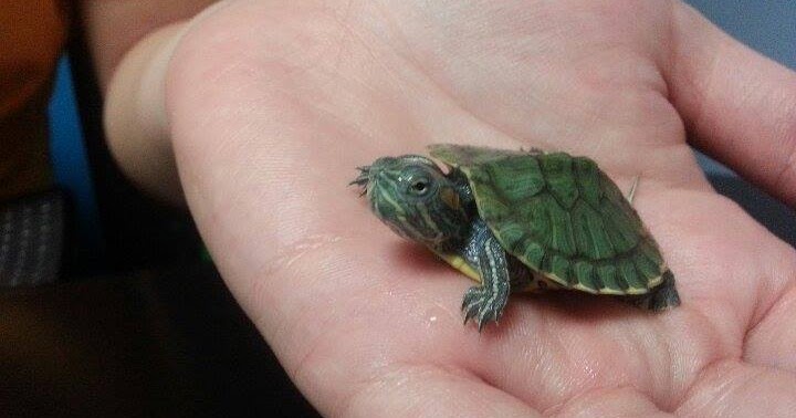 Biomimicry Selangor: The journey of a turtle: Team Introduction ...