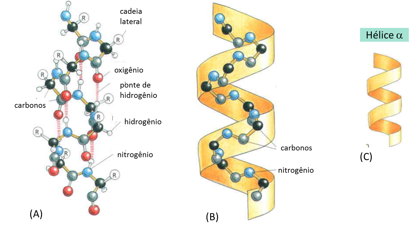 Biomoléculas: Estrutura de Proteínas