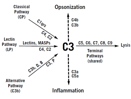Dasar - Dasar Imunohematologi Transfusi Darah. Bagian 2 (Sistem Komplemen)