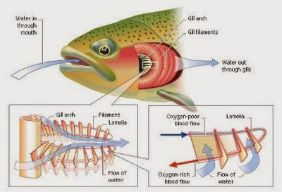 COMO RESPIRAN LOS PECES