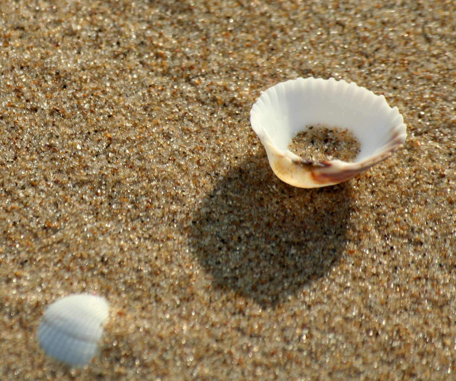 LA NORMANDIE EN PHOTOGRAPHIE: Coquillages - sur une plage de l'Atlantique