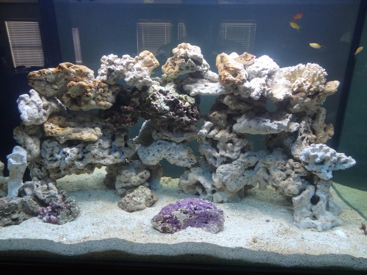 Live rock aquarium
