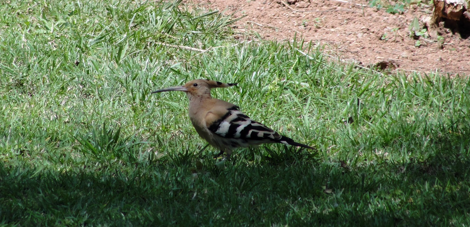 imatges de menorca: OCELLS DE MENORCA : PUPUT (Upupa epops)