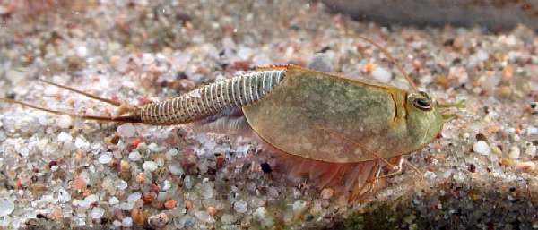 미니 투구게 ? - 긴꼬리투구새우 (Triops longicaudatus)