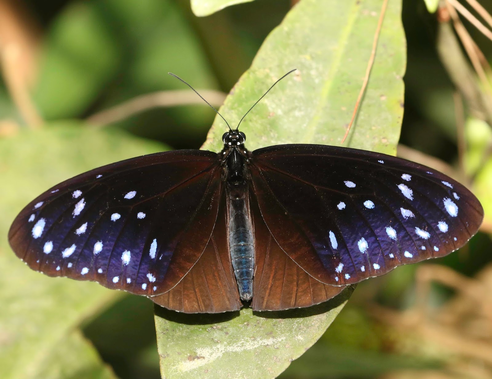 Butterflies of Vietnam: 252. Euploea mulciber mulciber (The Striped ...
