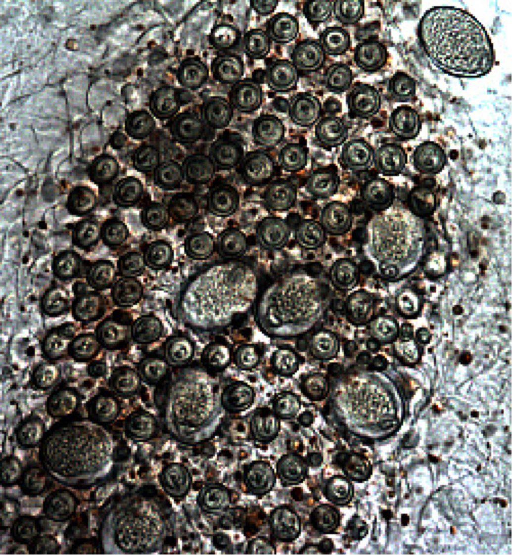 Exhibit Galleries Blog