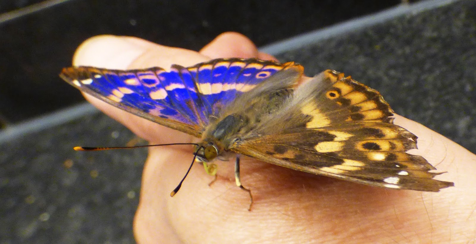 The Purple Empire: Bilateral Gynandromorph