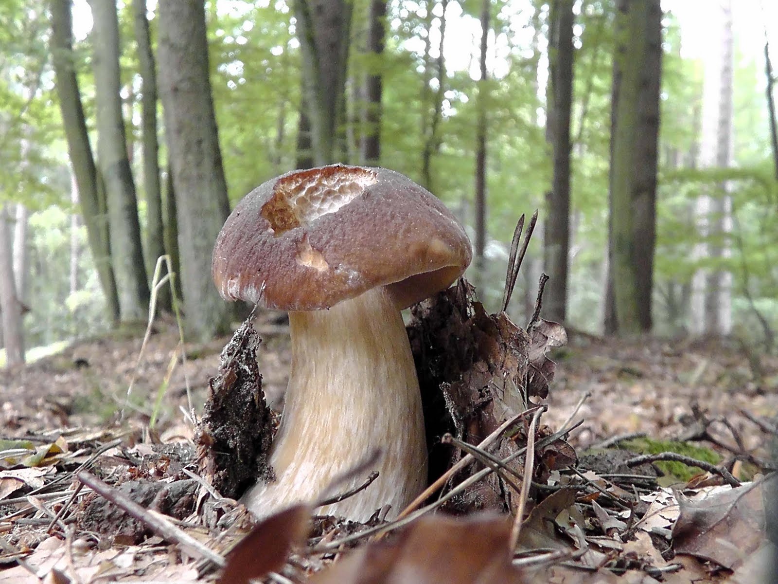 Pilze Sammeln und Pilze Bestimmen - Blog: Essbare Pilze mit saisonaler ...