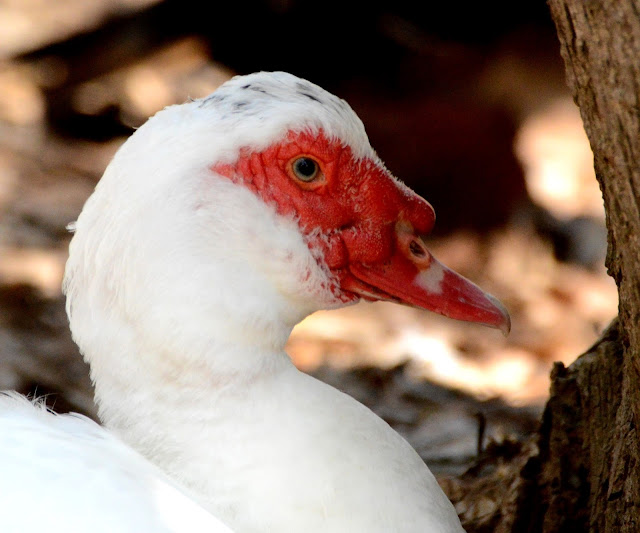 Jaumenatura: Pato criollo