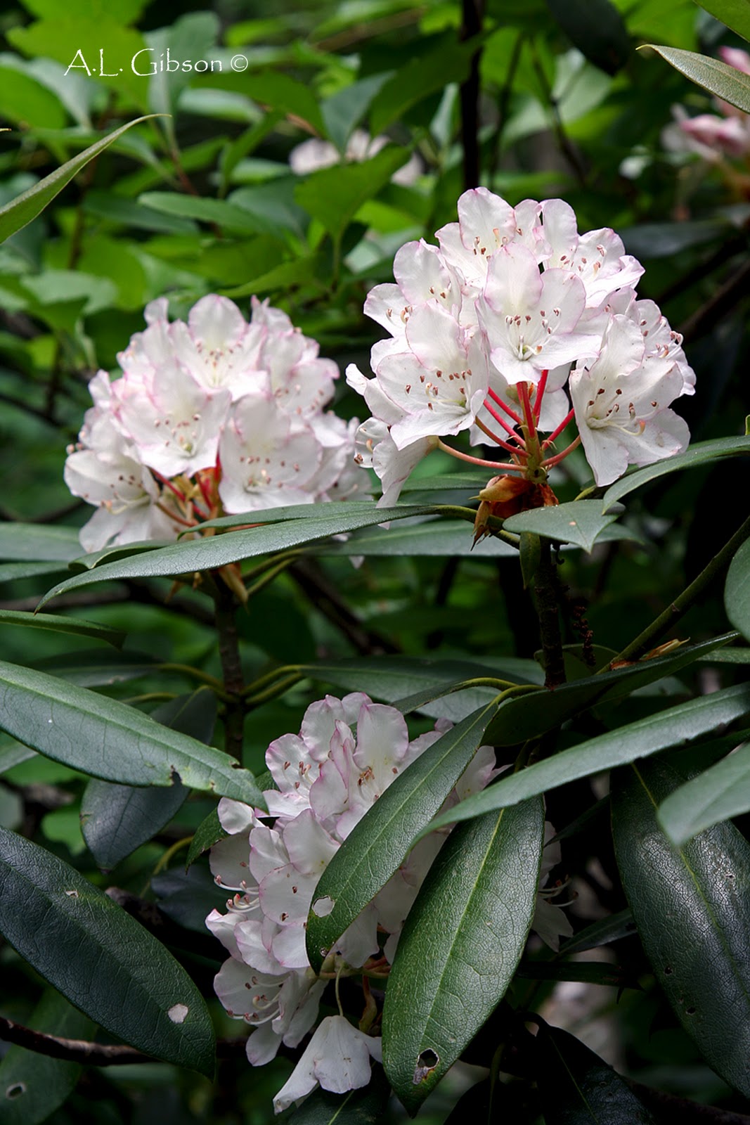 The Buckeye Botanist: The Remarkable Rosebay Rhododendron
