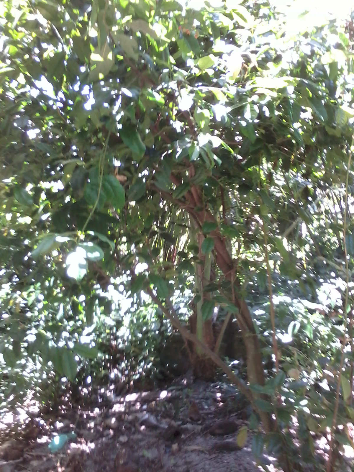 ZS NUSANTARA HERBS: POKOK HERBA BERKHASIAT