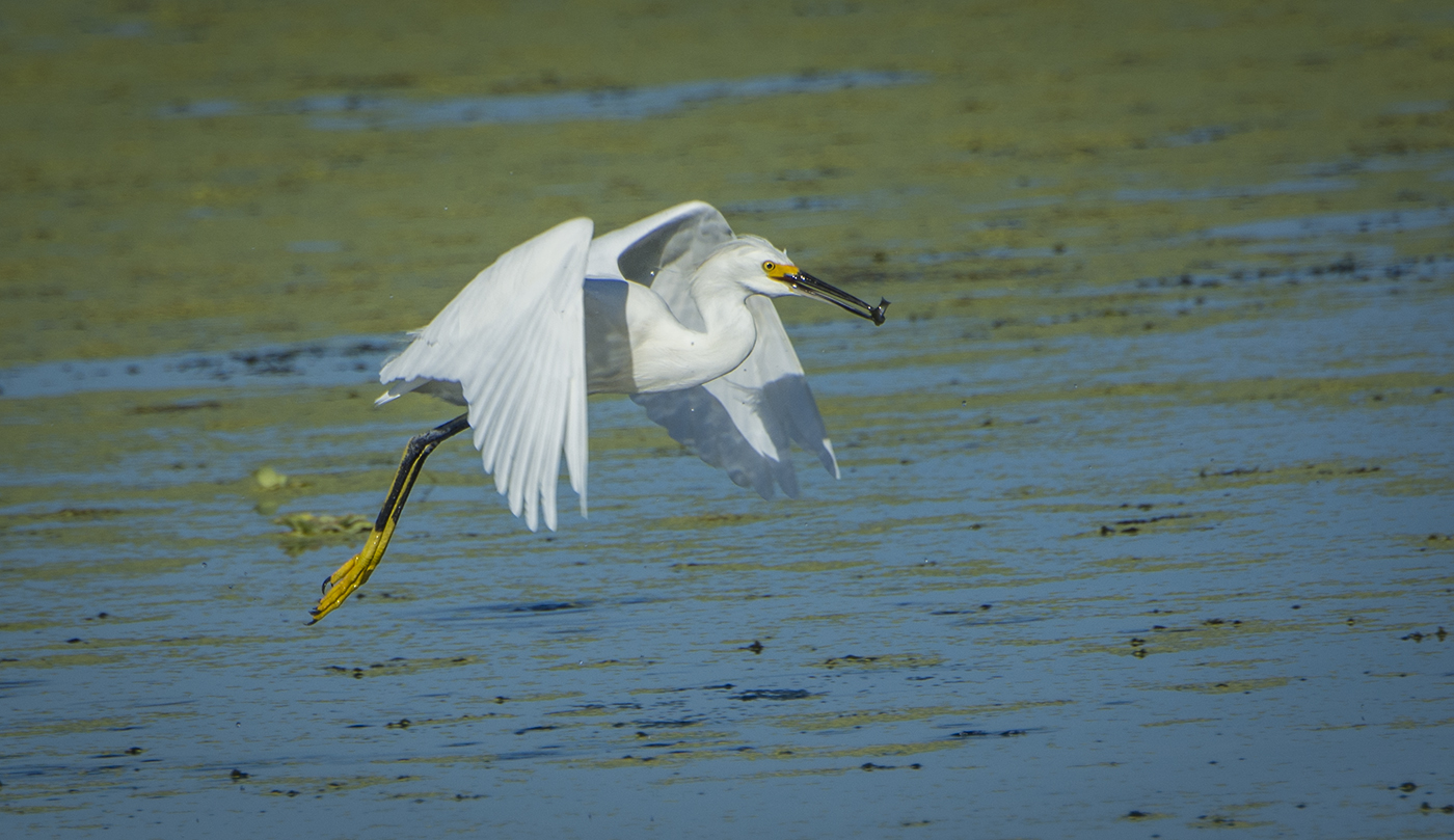 Photography Journal by Katherine Bargar: Capturing birds in motion