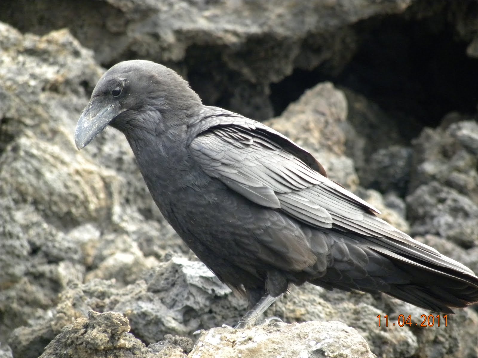 Birdwatching en la esquina noroeste: abril 2011