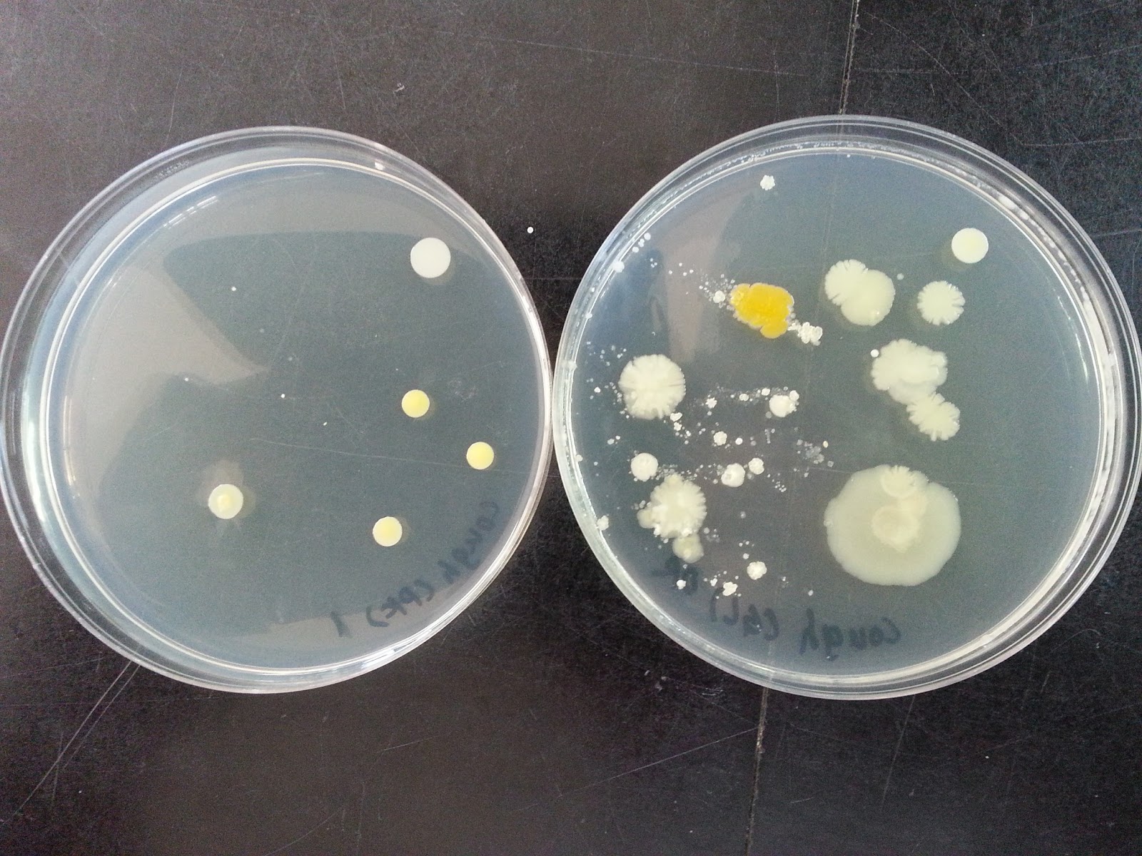 IBG 102 - LAB REPORT