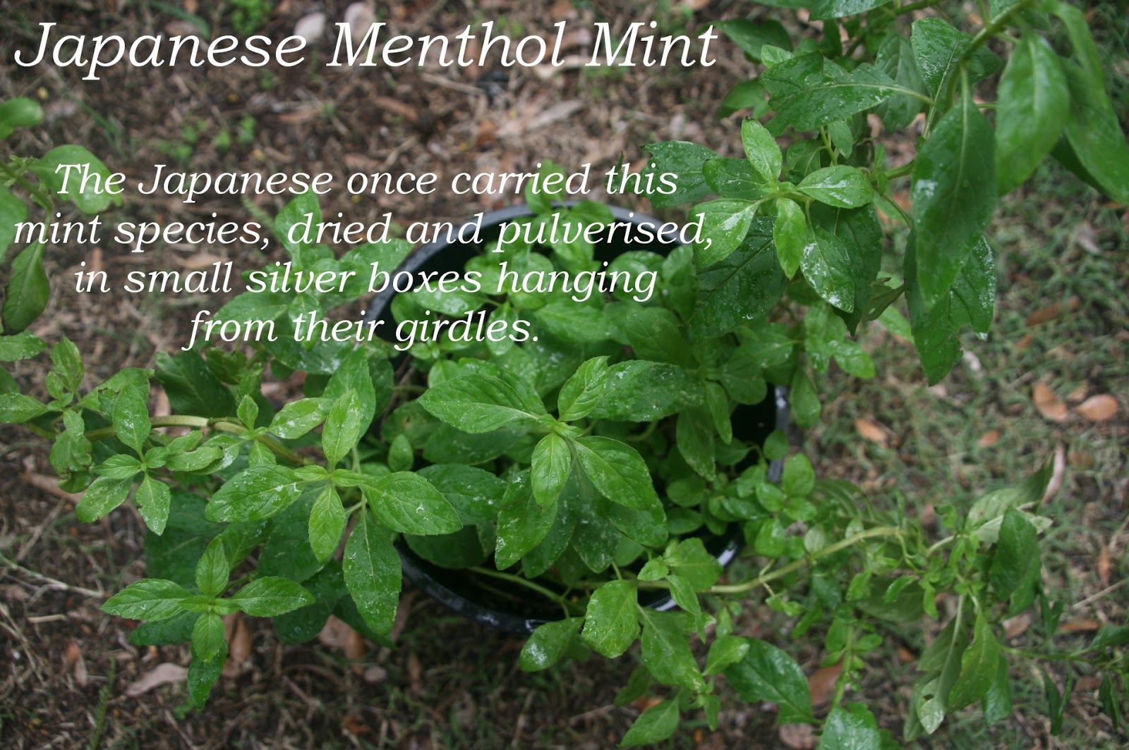 House & Garden Plus: January 2013