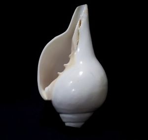 Significance Of Conch Shell (Shankh) - Hindu Parampara