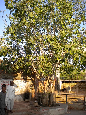 Punitha Yatra: Holy Kshetram of Mathru Gaya