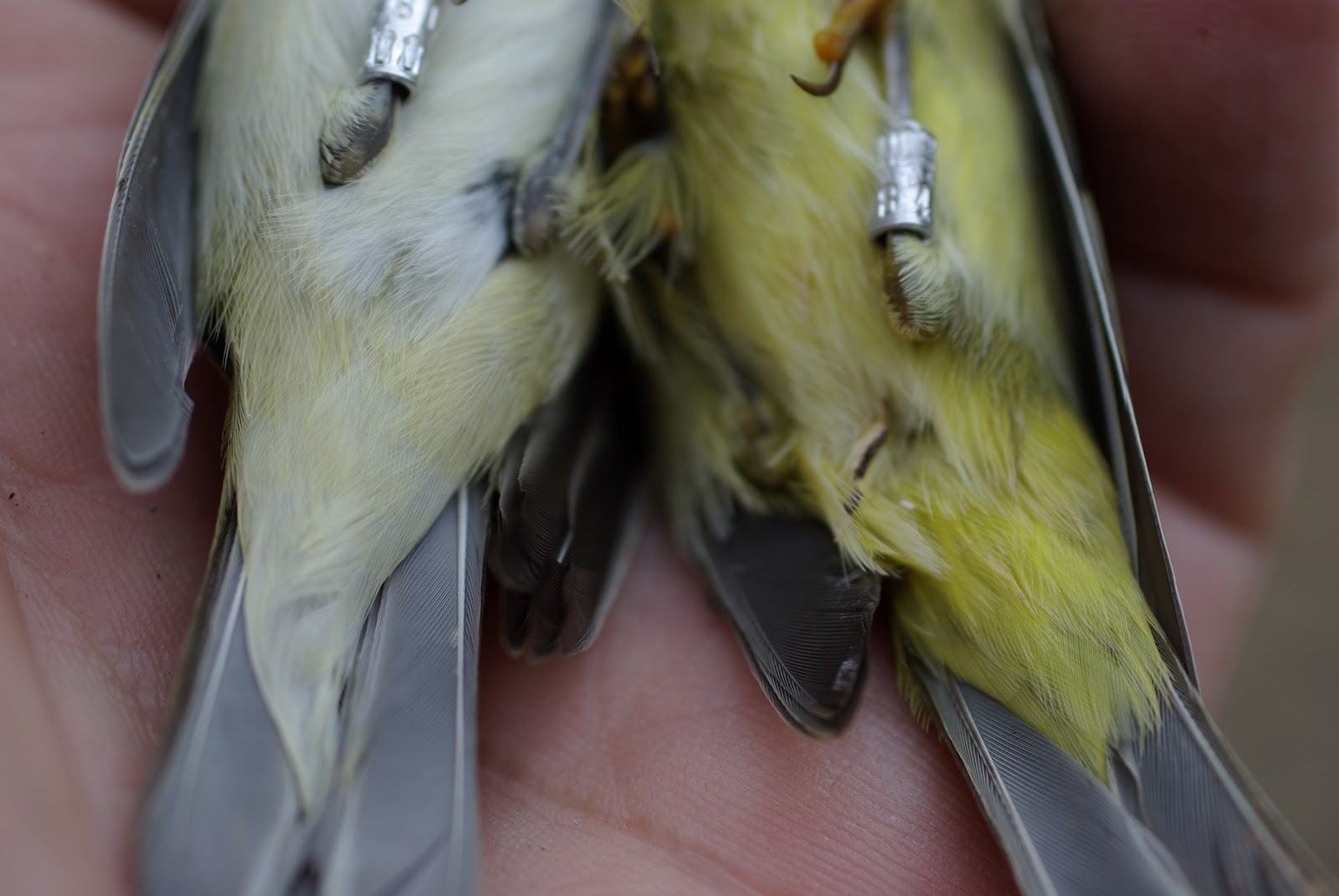 Birding Is Fun!: Bird Comparison Photos