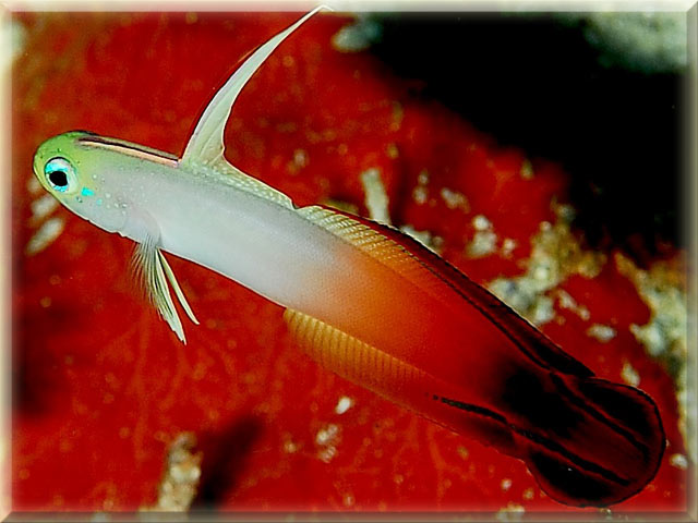 Freshwater Fish List Beginning With D | Animals Name A To Z