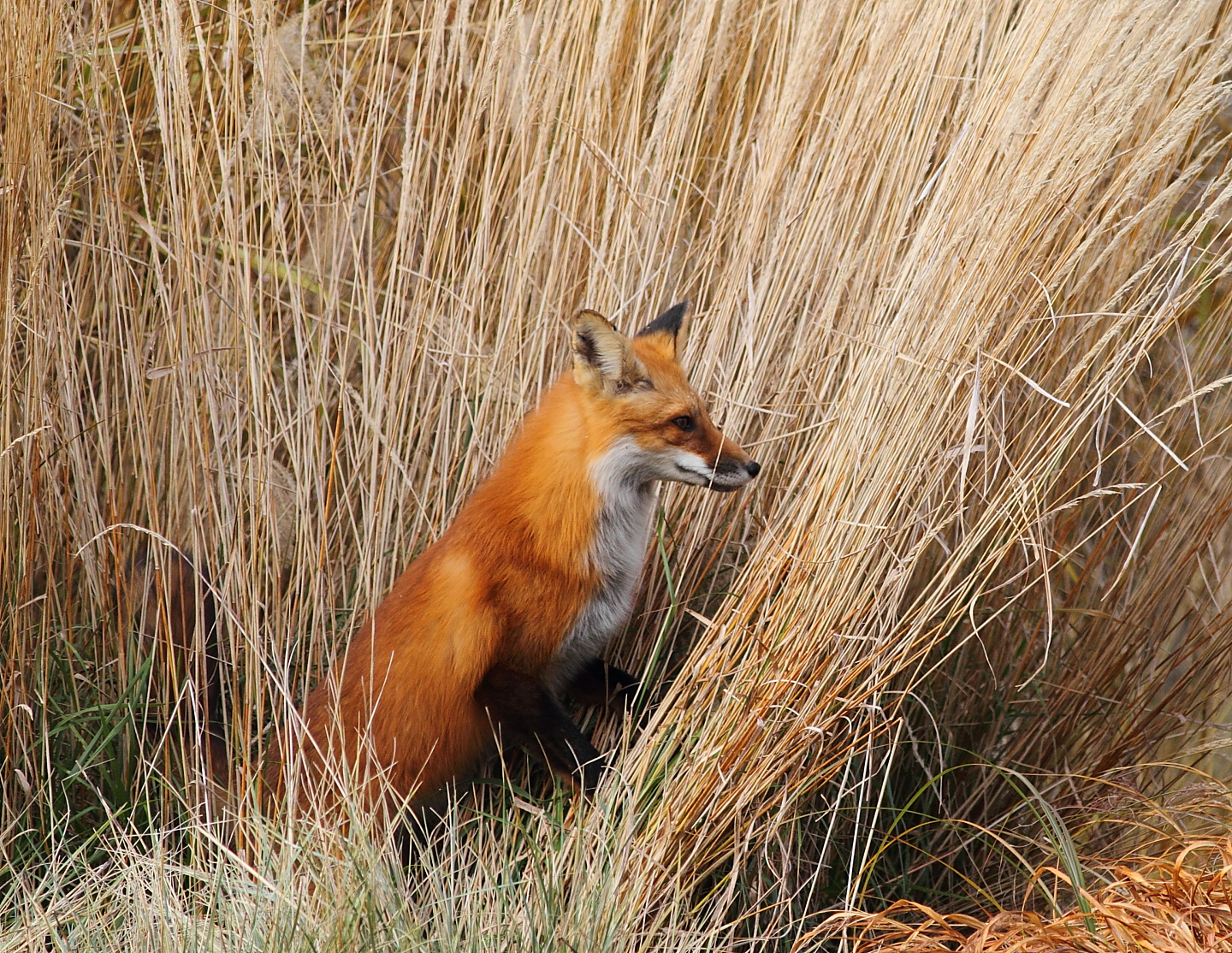 Ann Brokelman Photography: Red Fox - Oh what a great day - memory lane