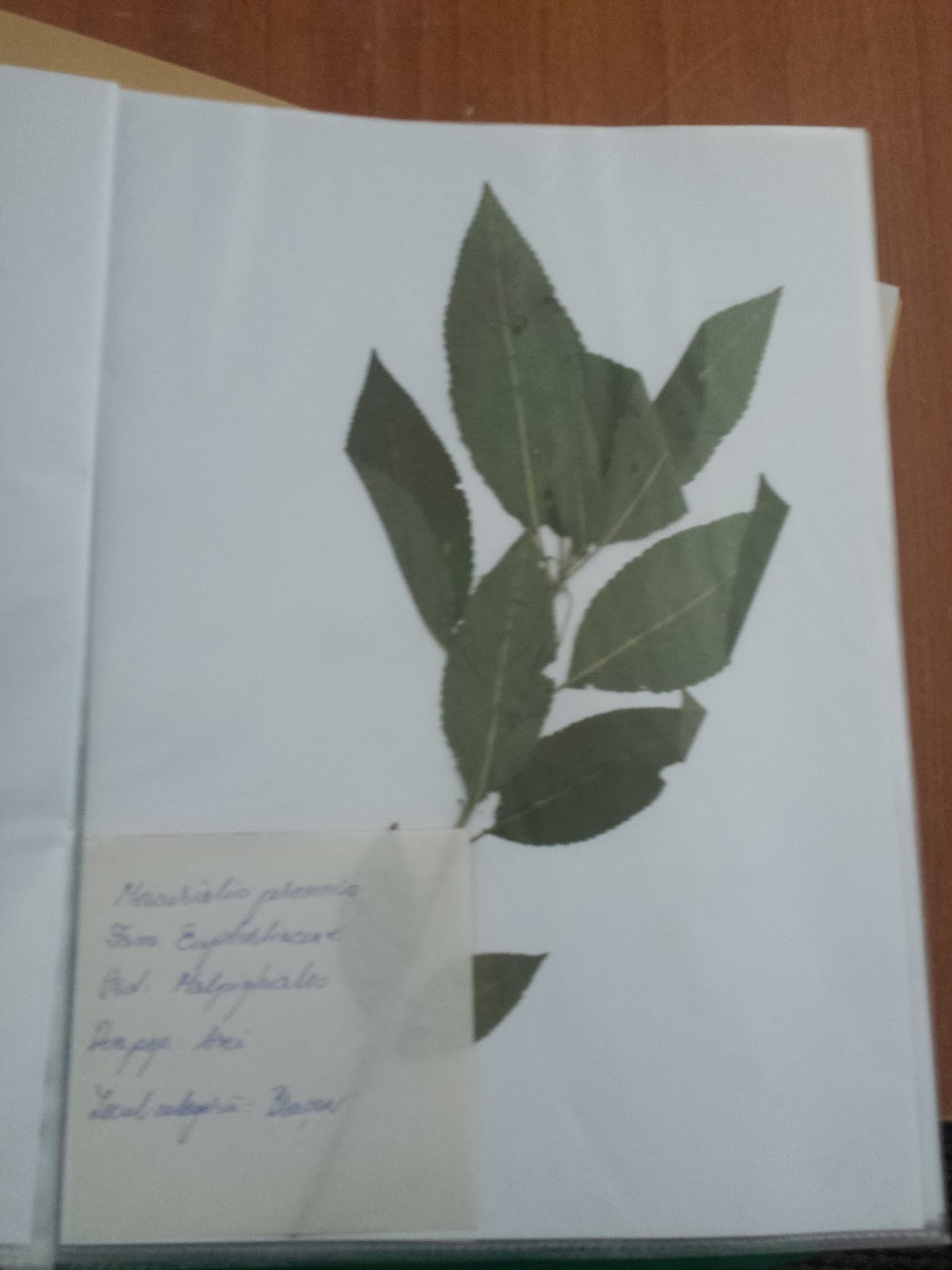 Ierbare de vanzare: Realizez ierbar pentru elevi si studenti