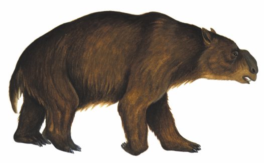 Catalogue of Organisms: The Diprotodontids: Marsupials Go Large