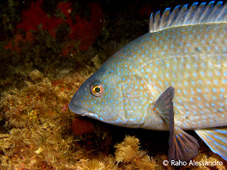 Necton e Plancton: Pesci: Tordo Merlo o Nero