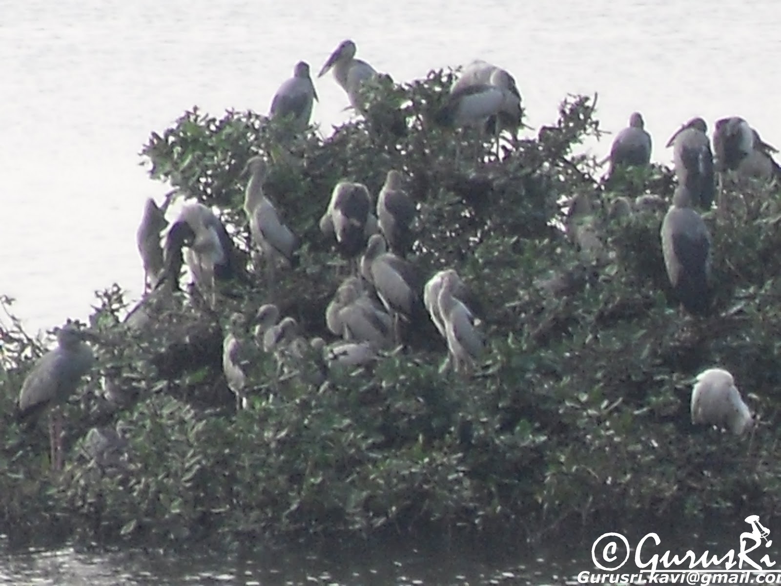 GuruSriGuru: Sullurpeta & Nelapattu Bird Sanctuary