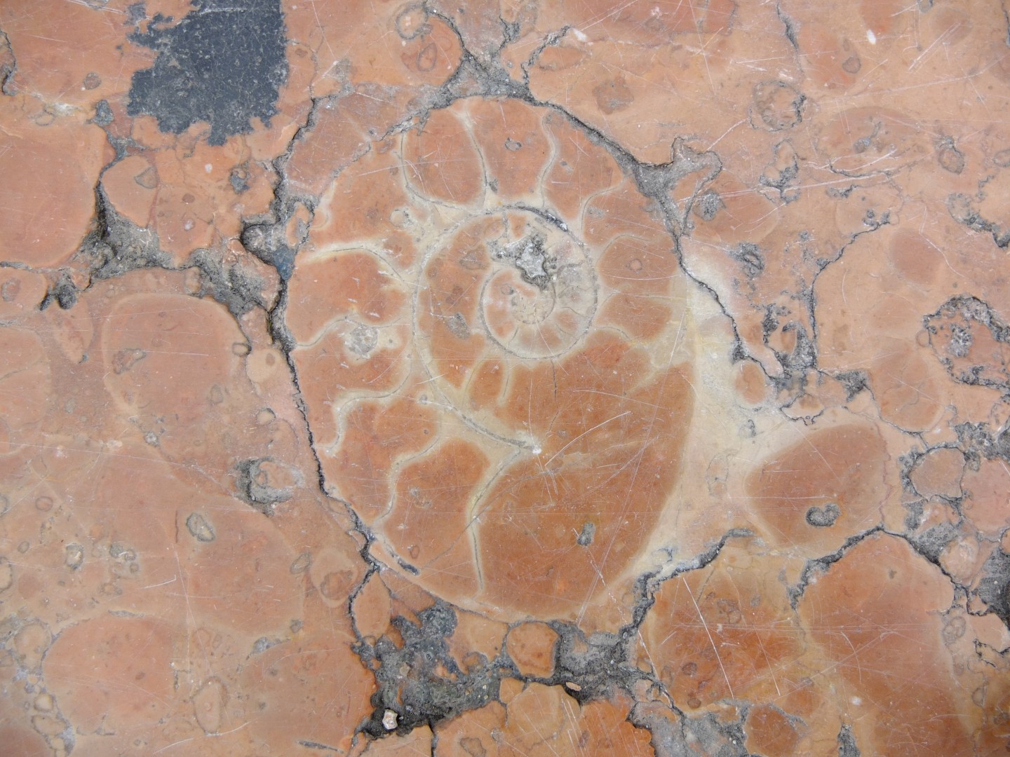 I nostri viaggi d'Italia: Fossils and other interesting stone surfaces ...