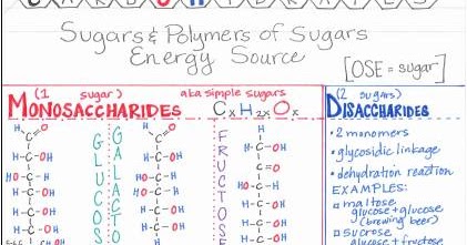 We Teach High School: Carbohydrate Summary Sheet