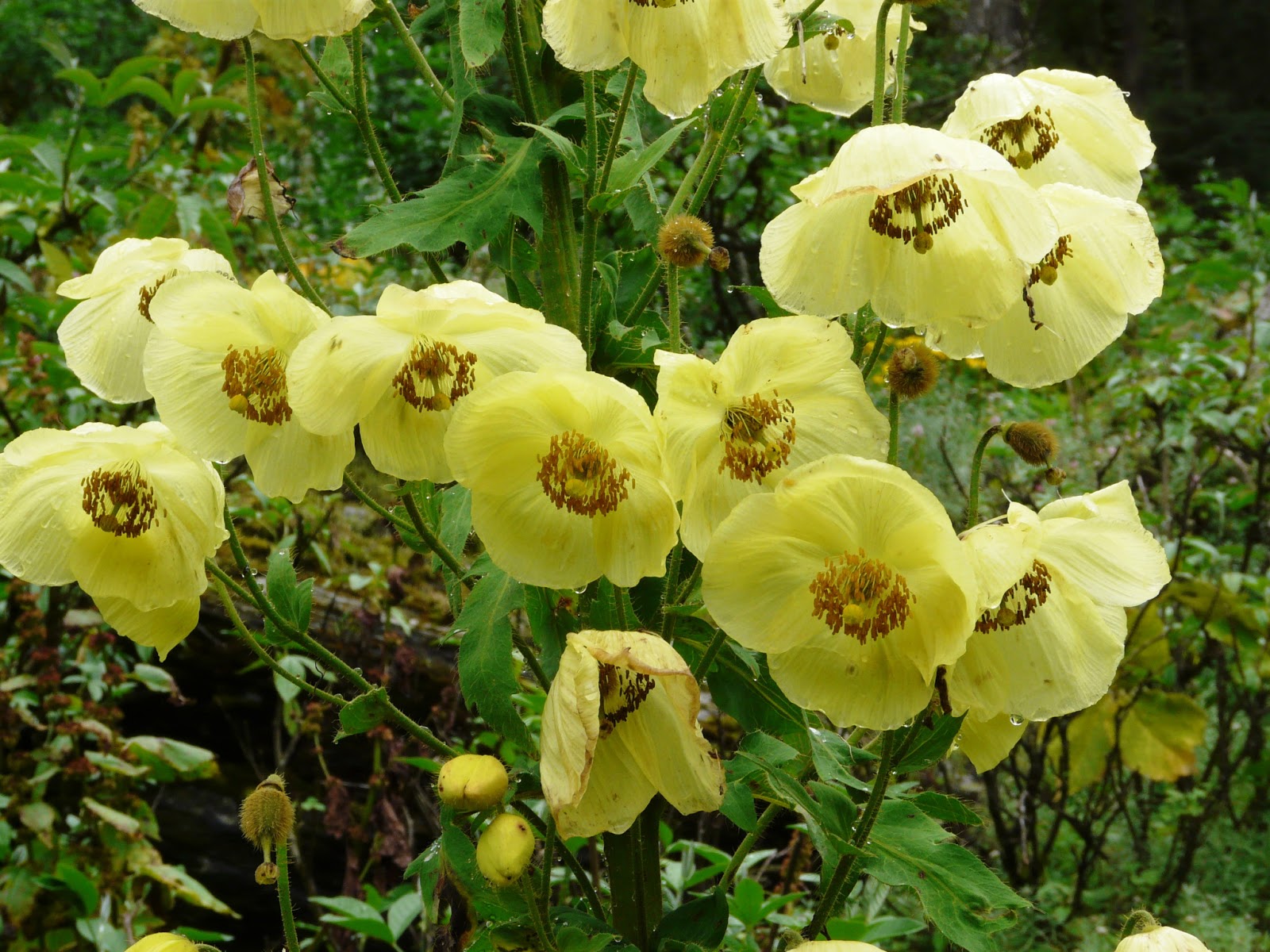 kopi-n-pes: Bunga popi Nepal (Meconopsis autumnalis)