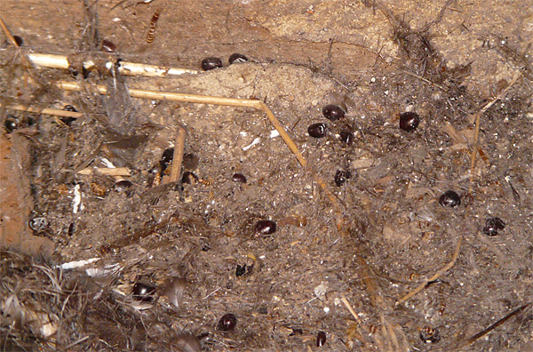 The Barley Birder: Swifts (and bats) in the Belfry
