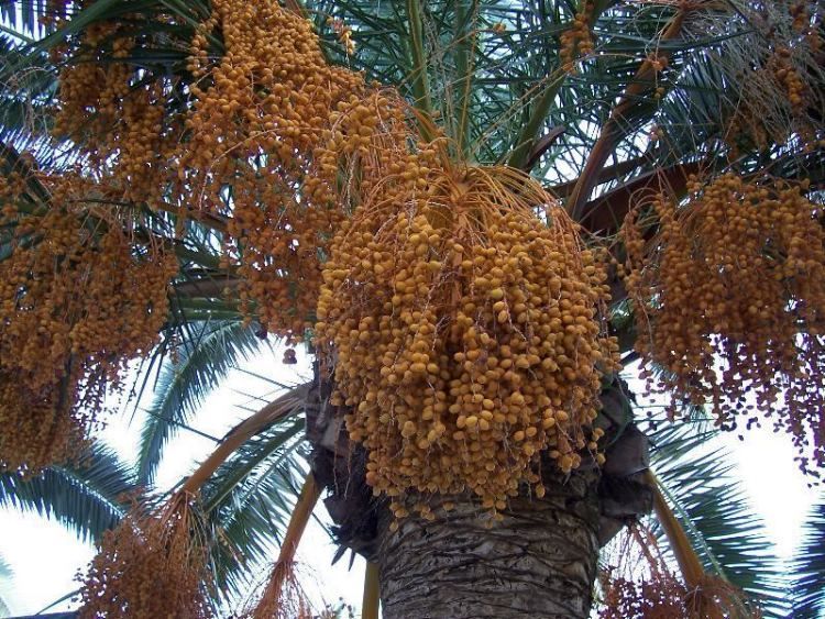 Vivero Buenaventura: VENTA DE SEMILLAS DE PALMERA PHOENIX CANARIENSIS